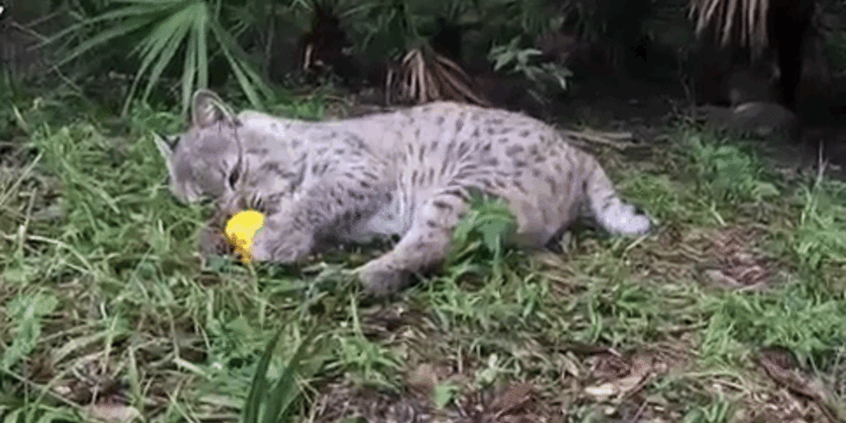 Bobcat Celebrates Fall With A Harrowing Pumpkin Party - The Dodo