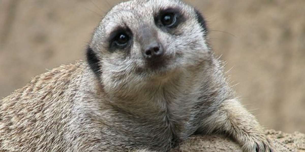 Cutest (And Secretly Badass) Animals - The Dodo