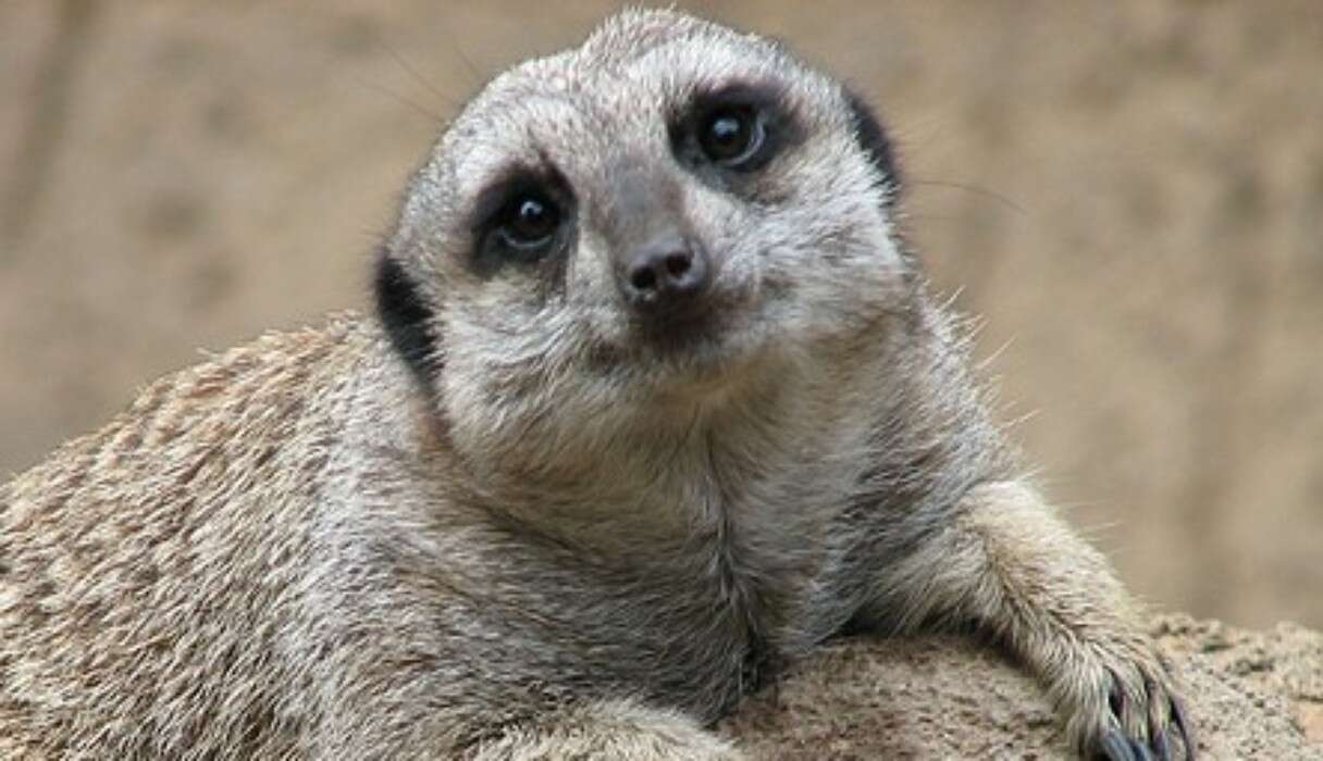 Cute Looking Animals