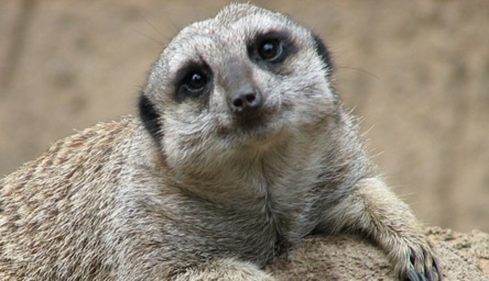 Cutest (And Secretly Badass) Animals - The Dodo