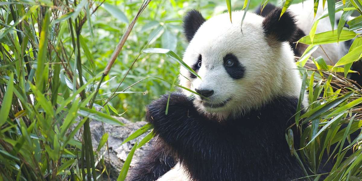 Surprising Discovery Shows Pandas Have Memories That May Rival Yours ...