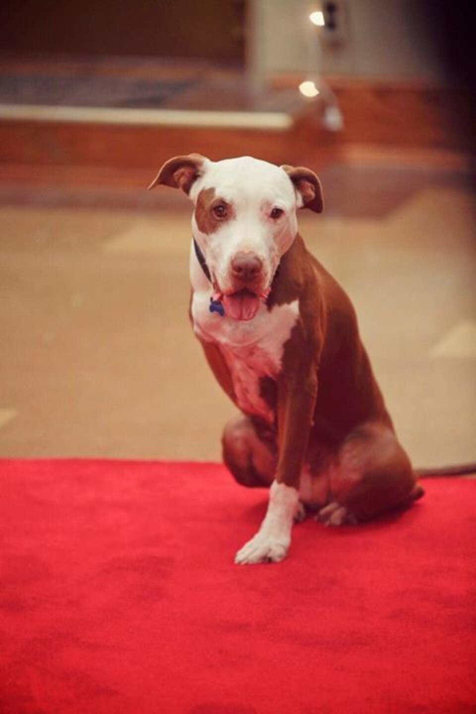 Goodbye To 'Parks And Rec' And TV's Only 3-Legged Pit Bull - The Dodo