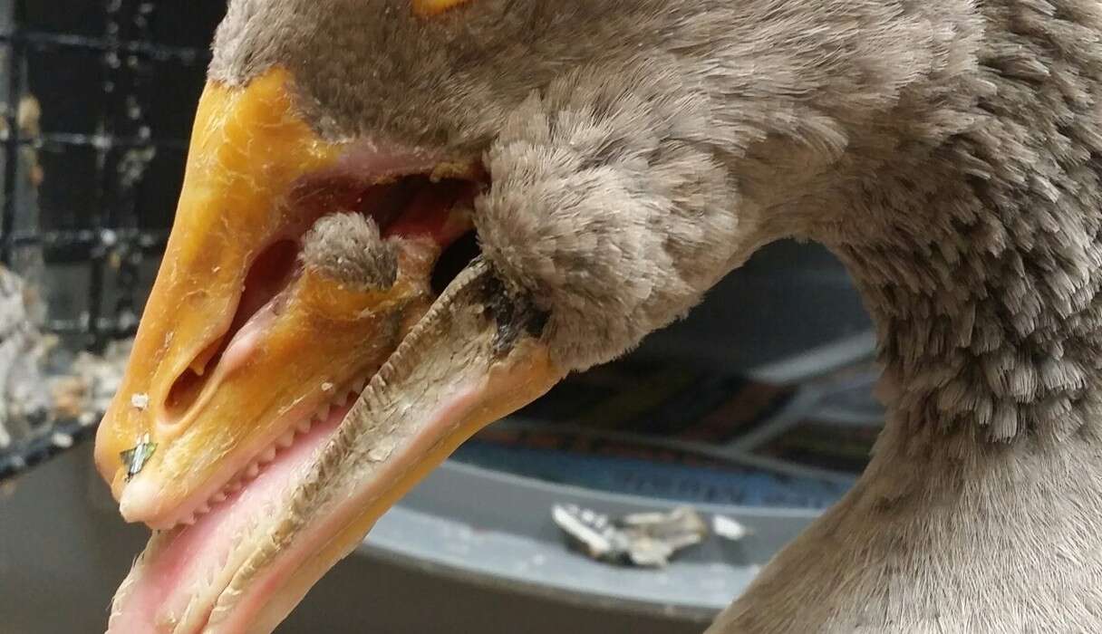 Inside Of A Goose Mouth