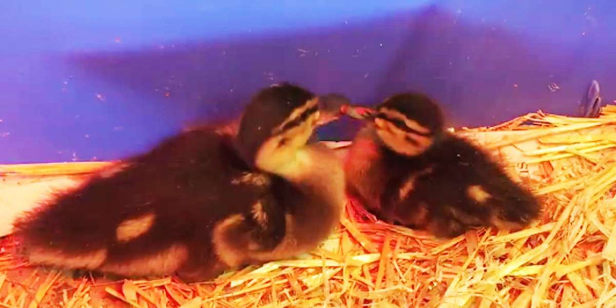 Orphaned Duckling Adopts Even Tinier Baby Who Lost Her Family Too - The ...