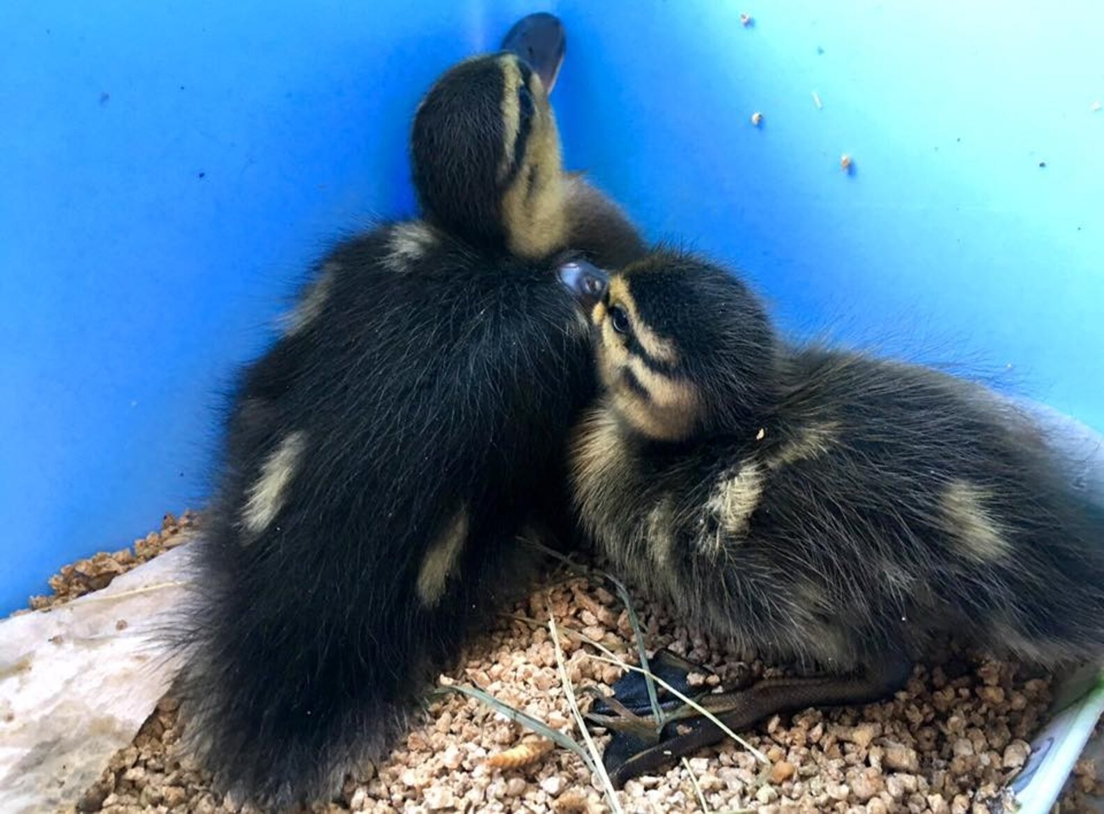 Orphaned Duckling Adopts Even Tinier Baby Who Lost Her Family Too - The ...