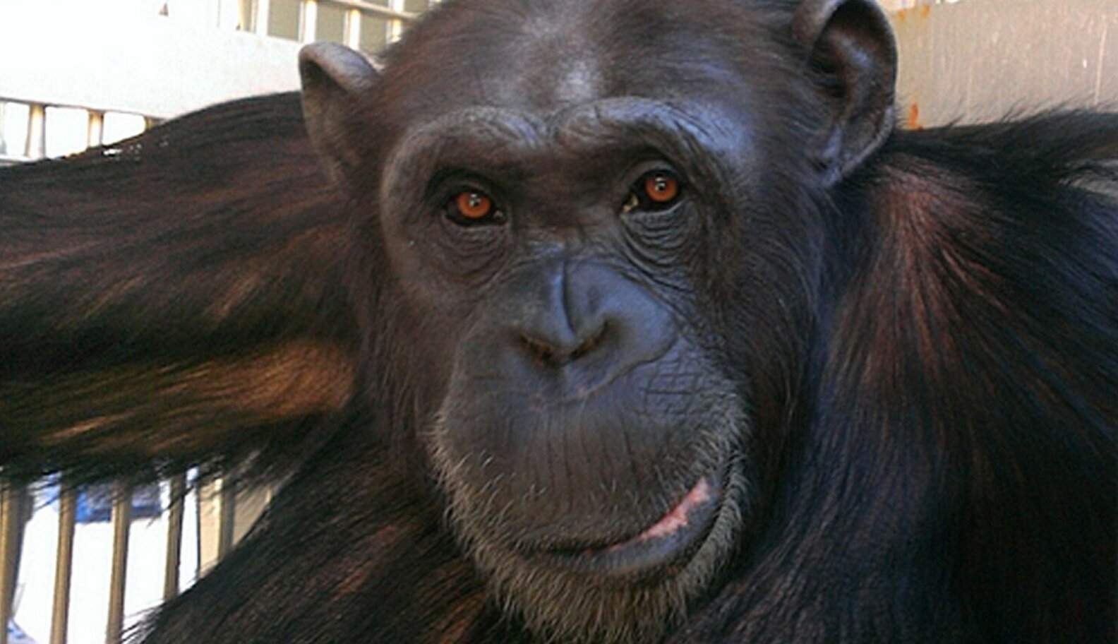 Chimp Rescued From Zoo Tastes Freedom For The First Time - The Dodo