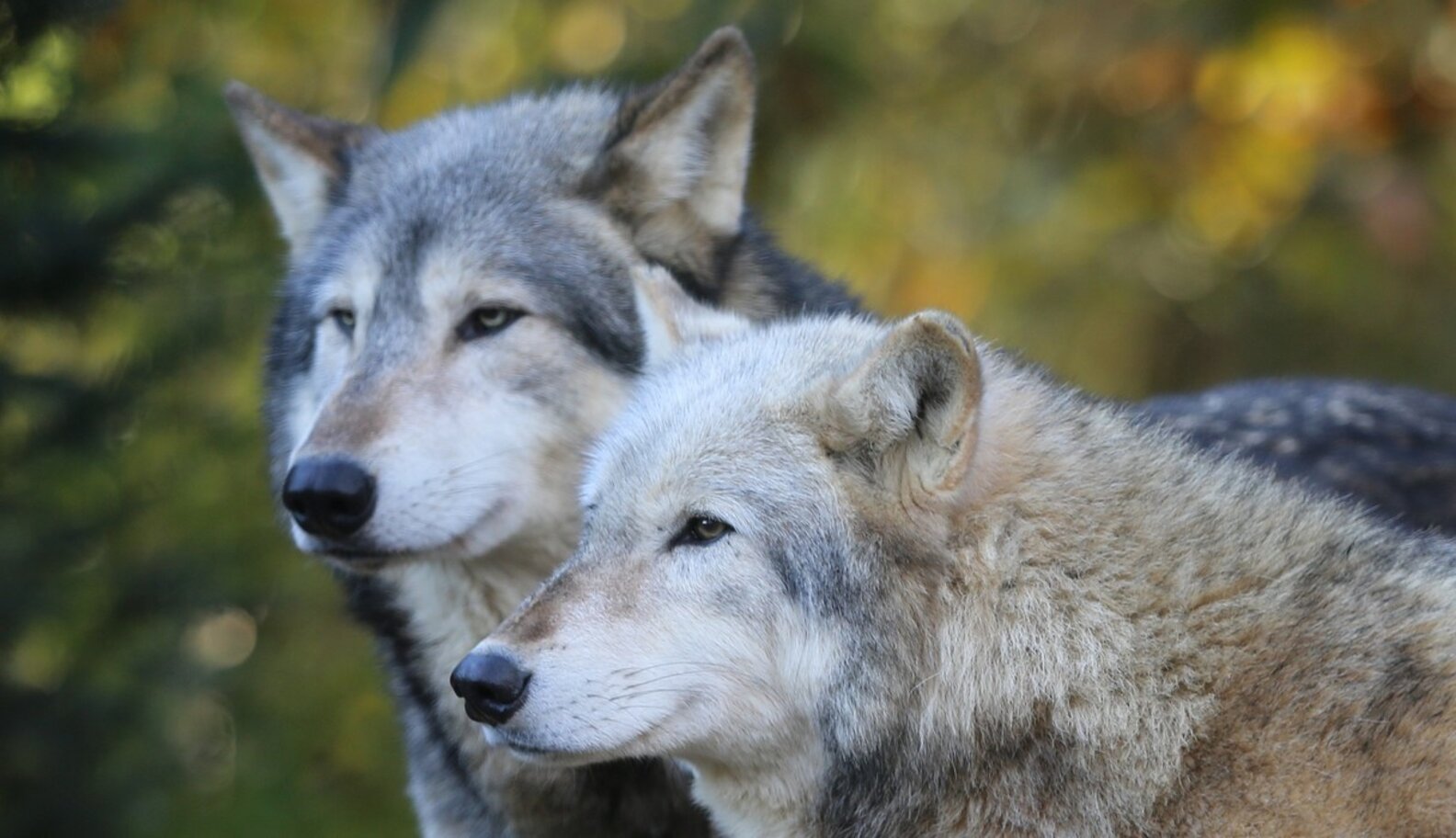 Here's How You Can Start Protecting Wolves - The Dodo
