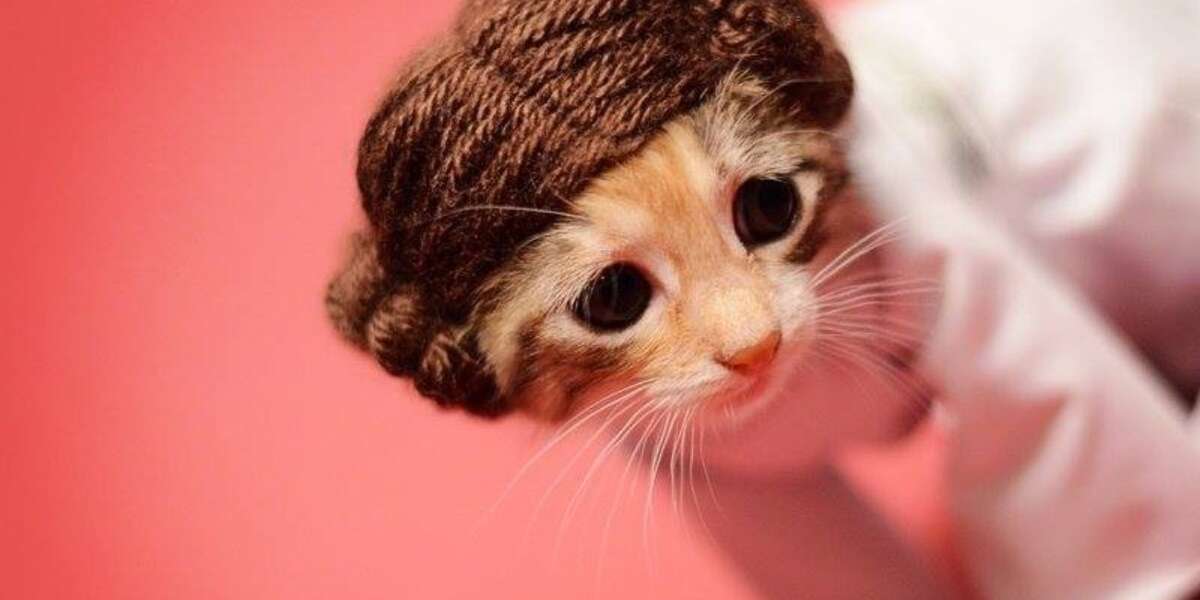 Meet 6 Costumed Kitties Poised To Charm Their Way Into Forever Homes ...
