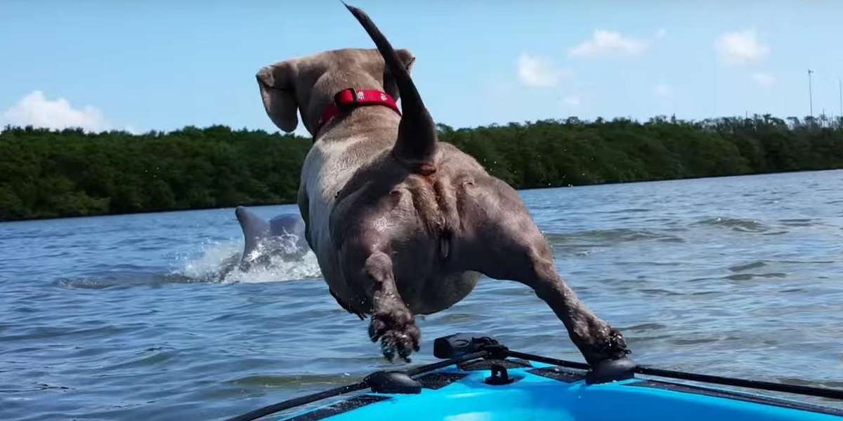 Little Dog Sees A Dolphin, Decides She'll Be One Too - The Dodo