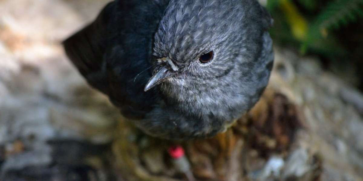 Birds Literally Do The Math When Their Mate's Behavior Doesn't Add Up ...