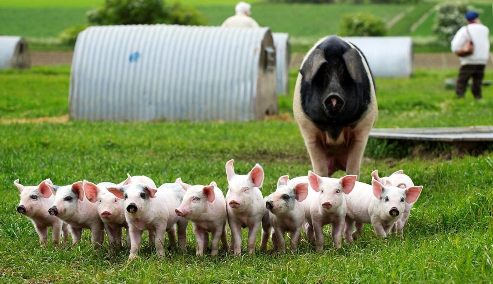 3 Reasons Why You Should Take The Pig Pledge Today! - The Dodo