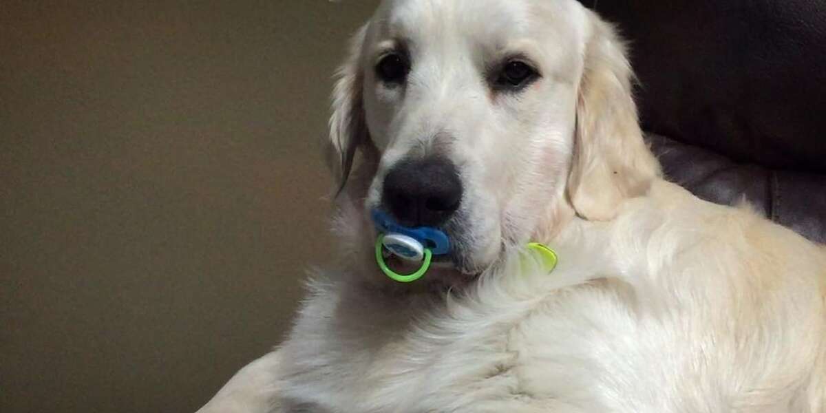 Big Dog Finds Little Pacifier And Says 'MINE' - The Dodo