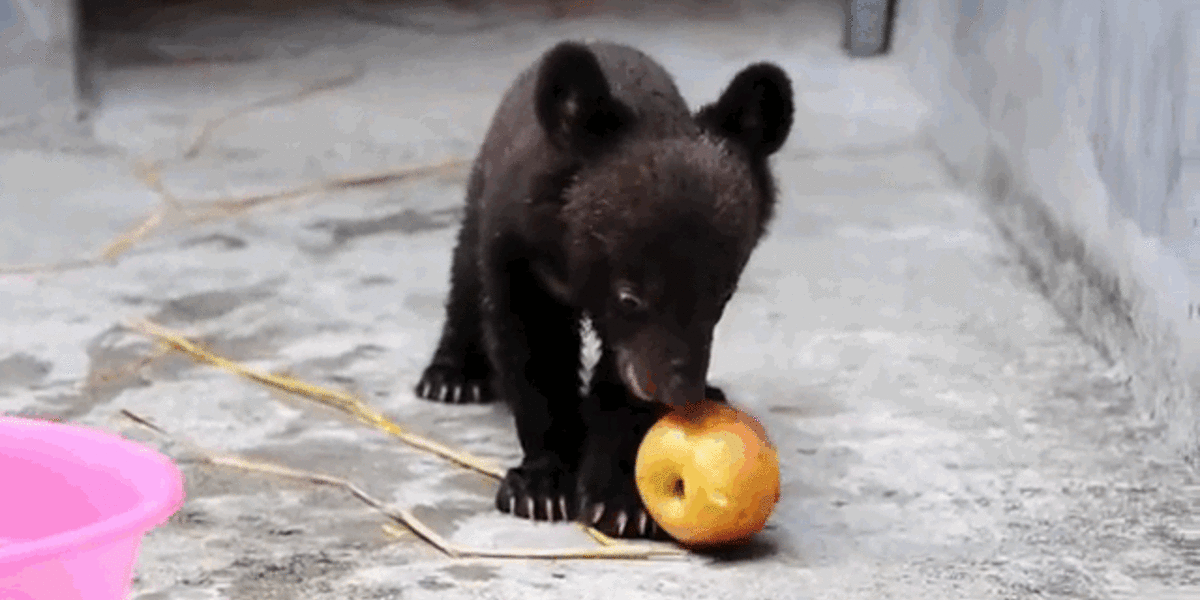 Meet A Rescued Moon Bear Cub Named Smudge Who Is Finally Free - The Dodo