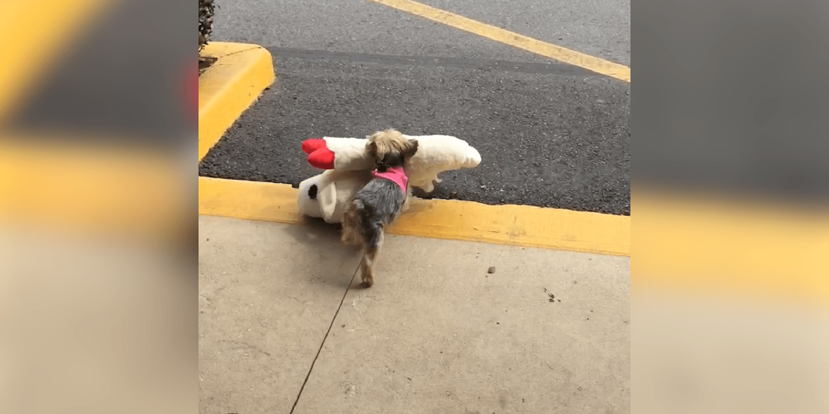 Little Dog Picks Out The Biggest Toy In The Pet Store - The Dodo