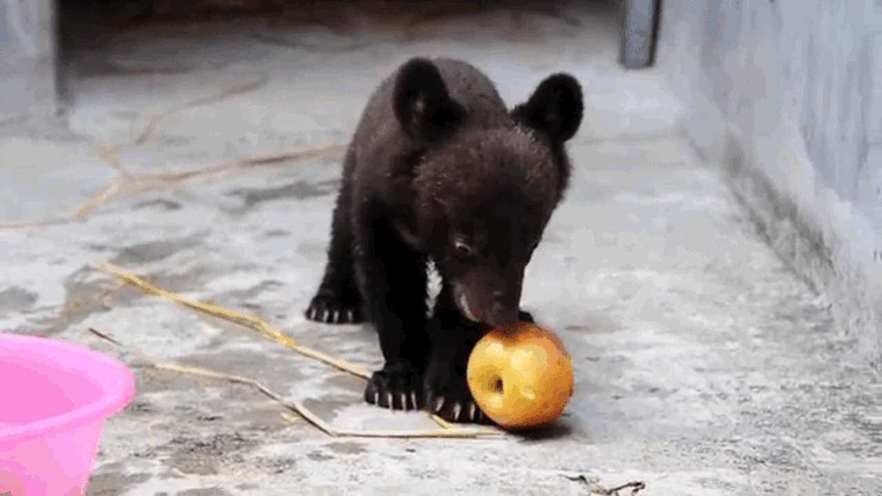 Meet A Rescued Moon Bear Cub Named Smudge Who Is Finally Free - The Dodo