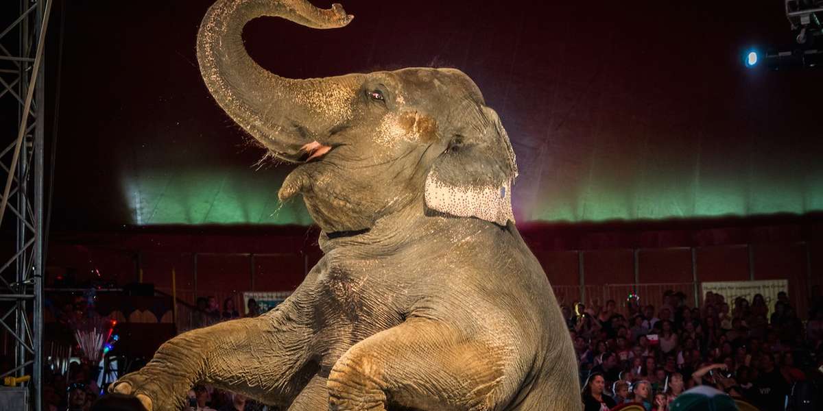 There Are More Cruel Circuses In The U.S. Than You Think - The Dodo