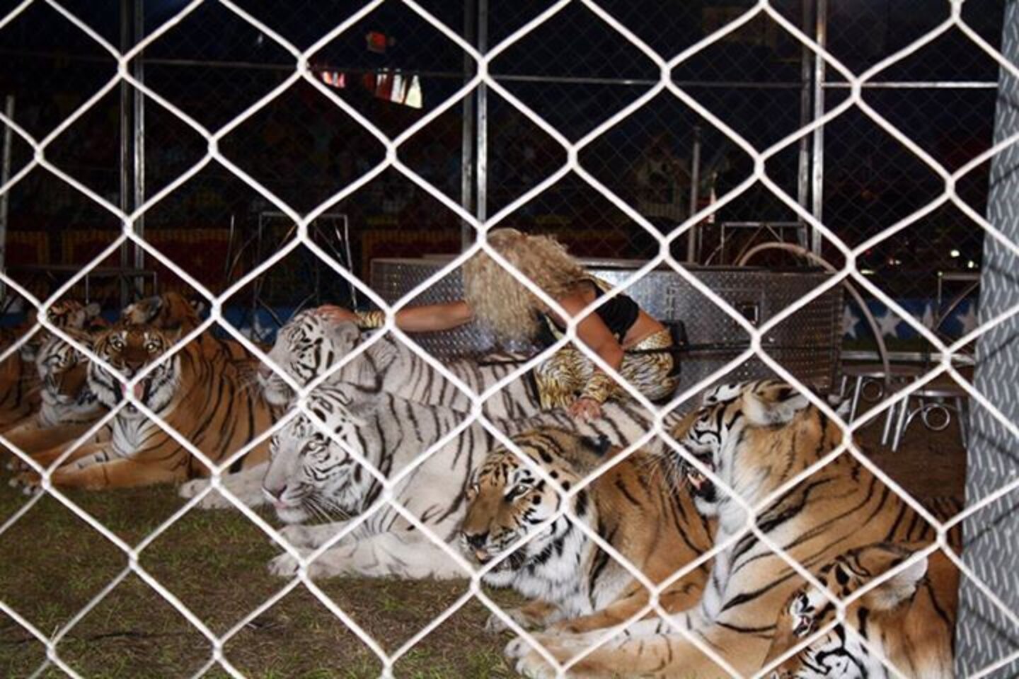 There Are More Cruel Circuses In The U.S. Than You Think - The Dodo