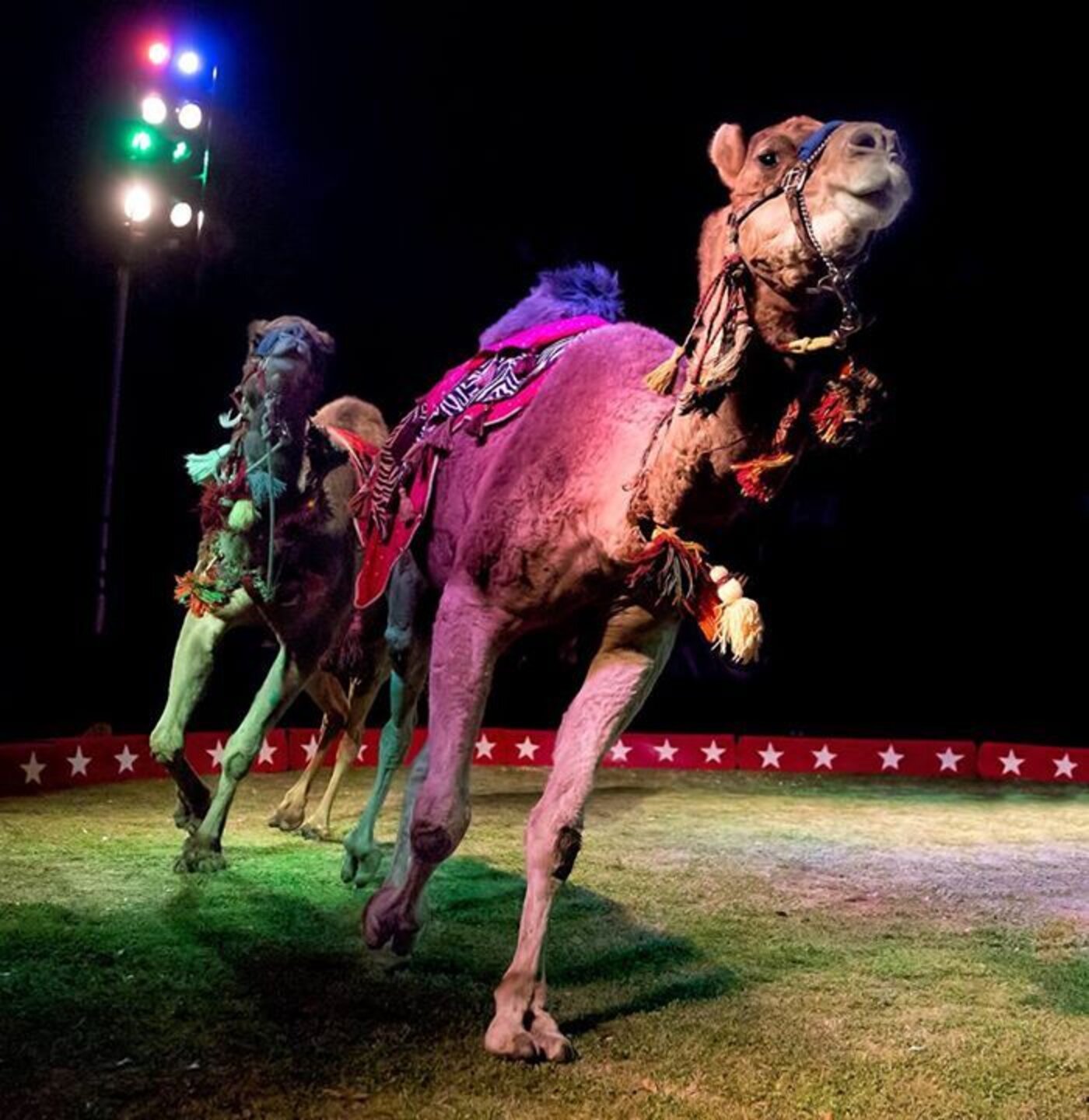 There Are More Cruel Circuses In The U.S. Than You Think - The Dodo