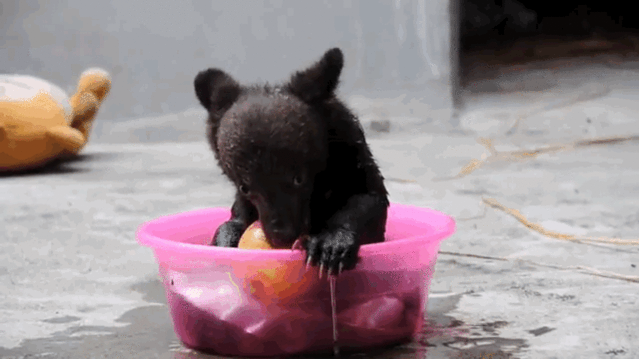 Meet A Rescued Moon Bear Cub Named Smudge Who Is Finally Free - The Dodo