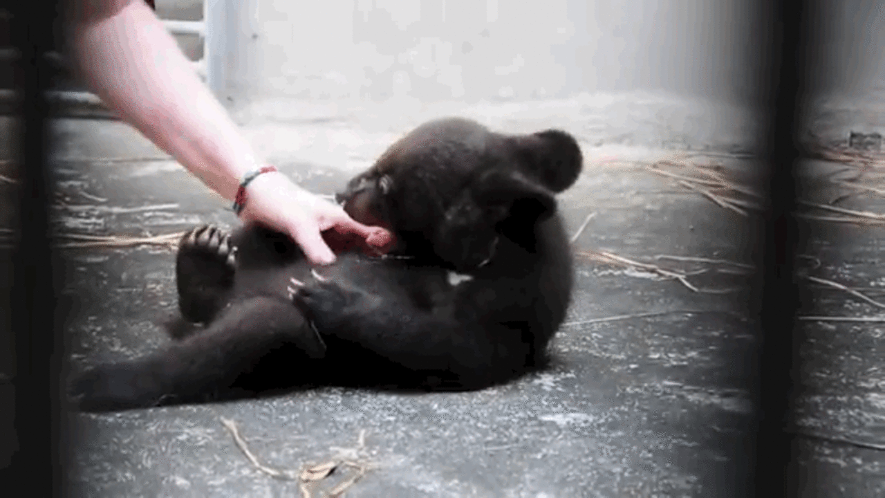 Meet A Rescued Moon Bear Cub Named Smudge Who Is Finally Free - The Dodo