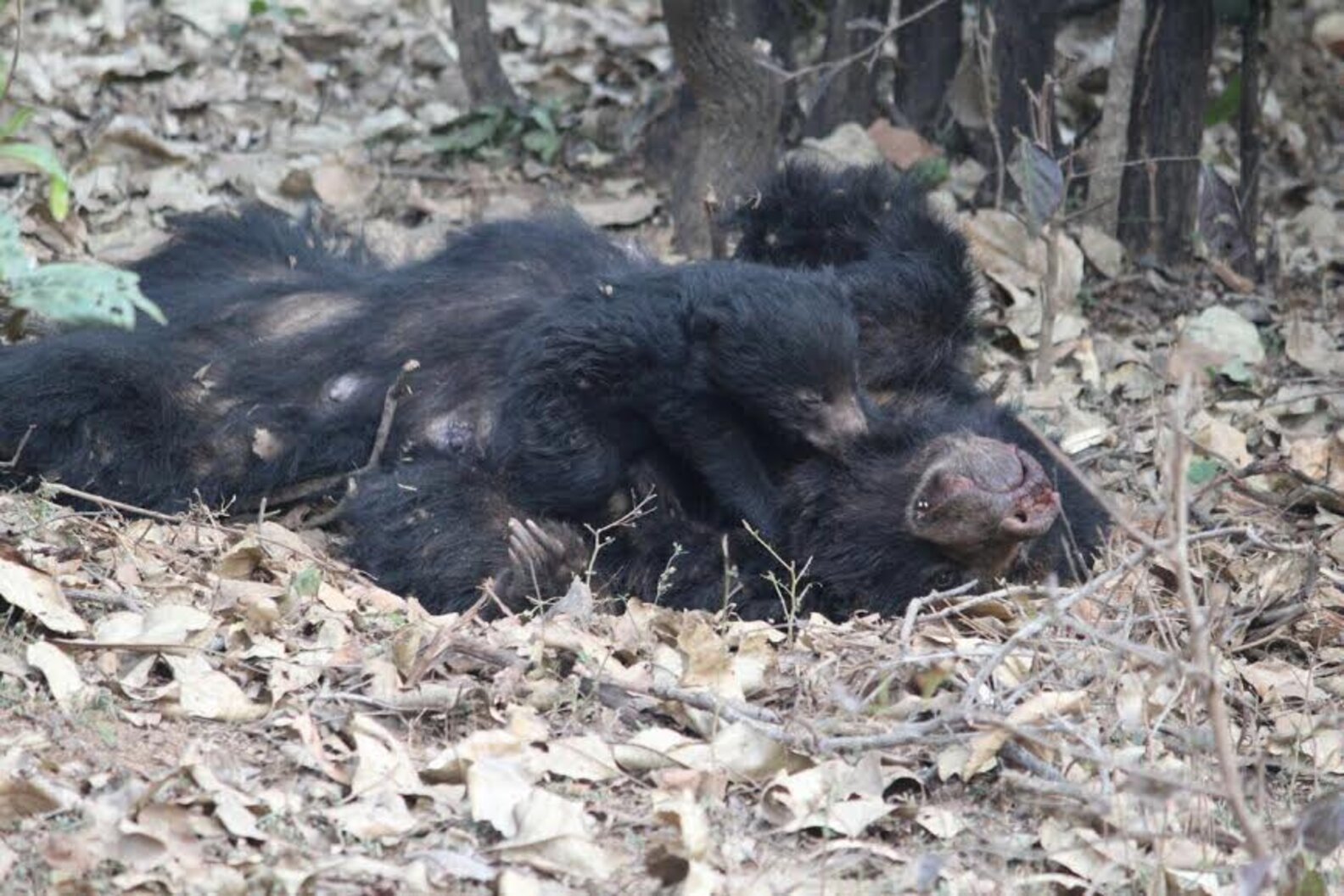 Sloth Bear Rescued After Mom Was Electrocuted - The Dodo