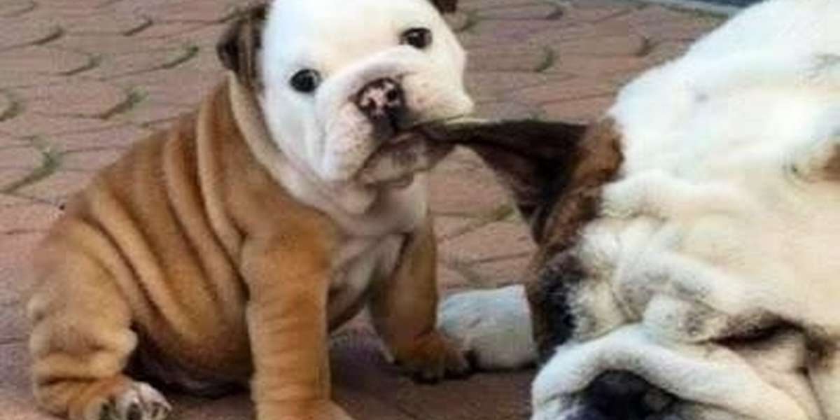 12 Pet Duos Who Are Totally You And Your Mom - The Dodo