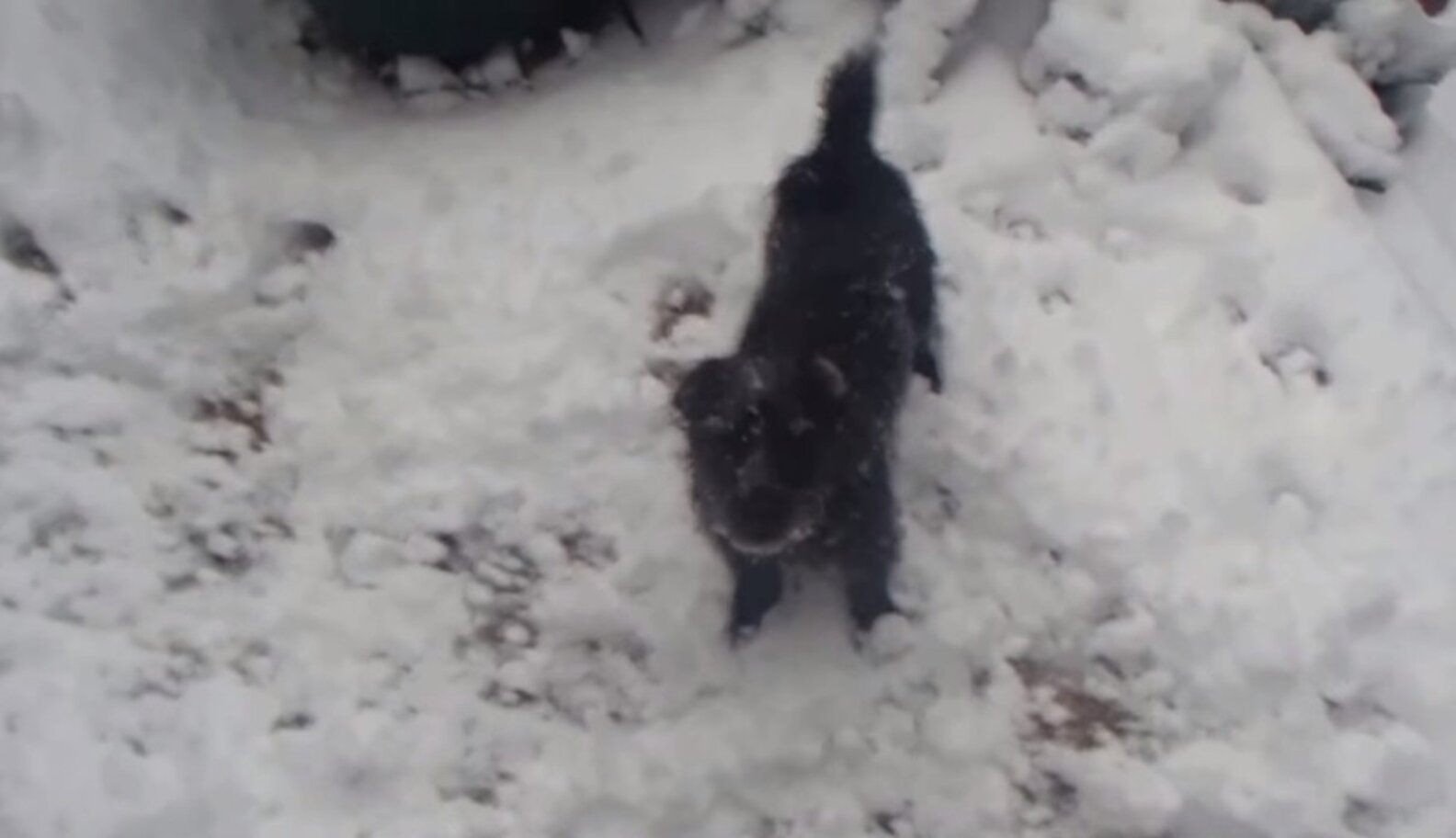 Rescue Dog Experiences Snow For The First Time Ever, Is Delighted - The ...