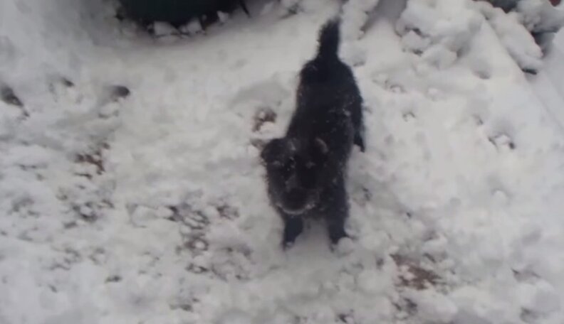 Rescue Dog Experiences Snow For The First Time Ever, Is Delighted - The ...