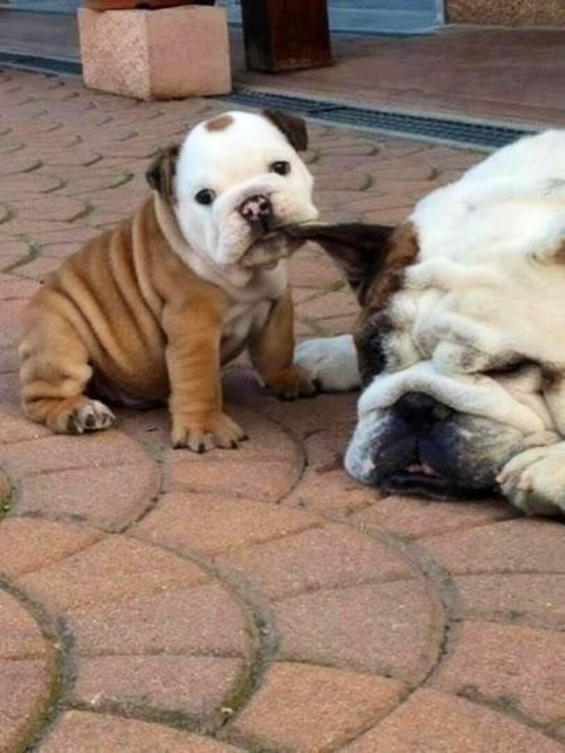 12 Pet Duos Who Are Totally You And Your Mom - The Dodo