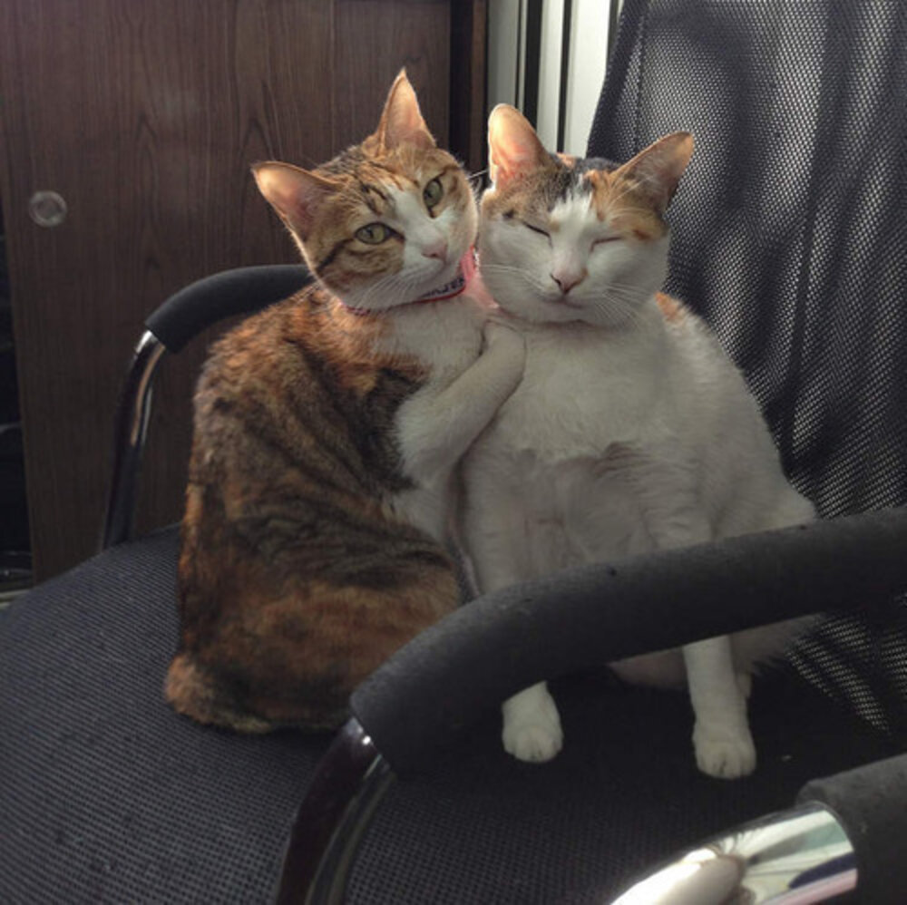 12 Pet Duos Who Are Totally You And Your Mom - The Dodo