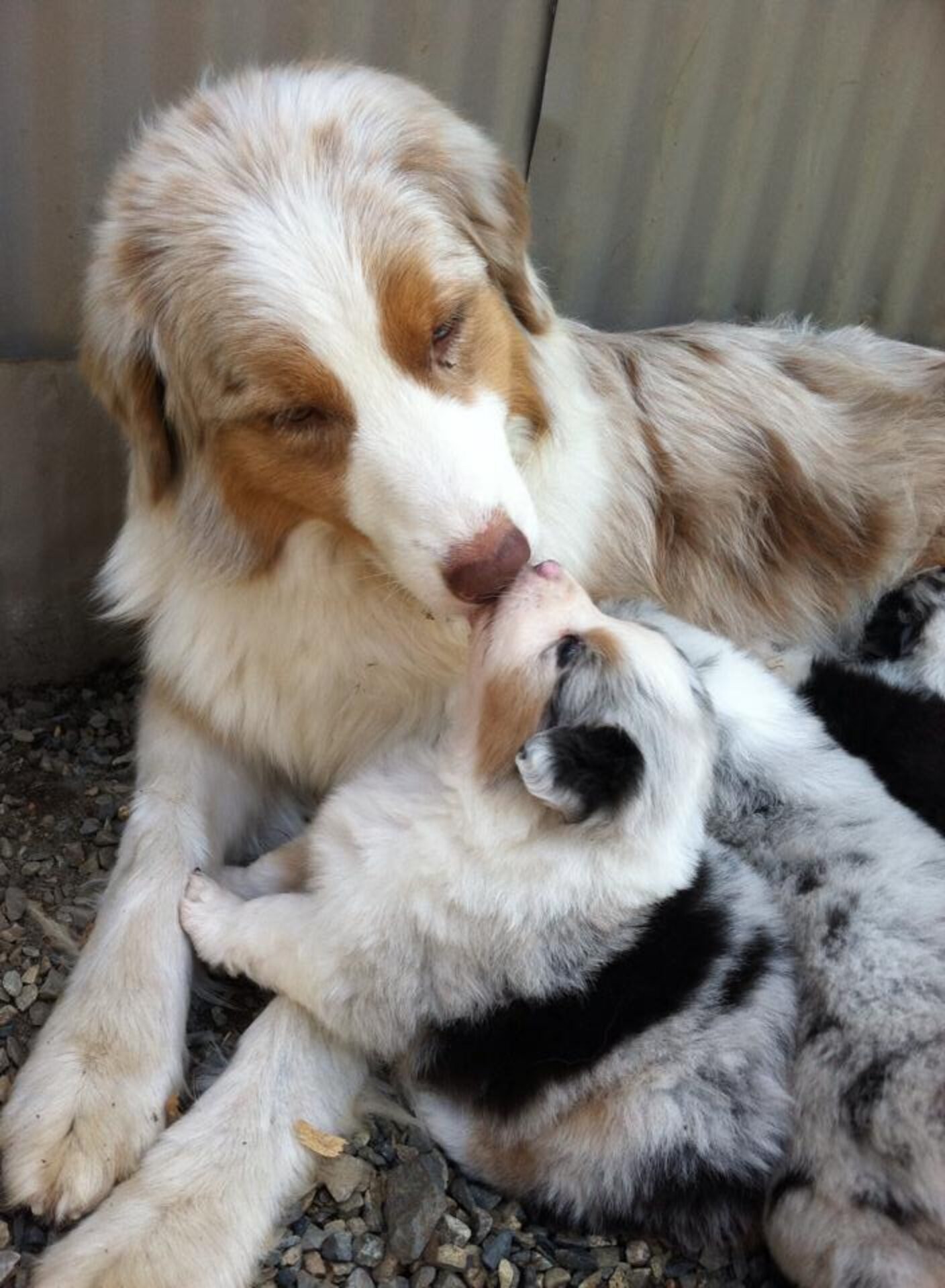 12 Pet Duos Who Are Totally You And Your Mom - The Dodo