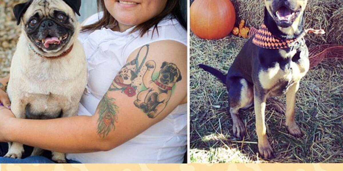 [Untitled] - The Dodo