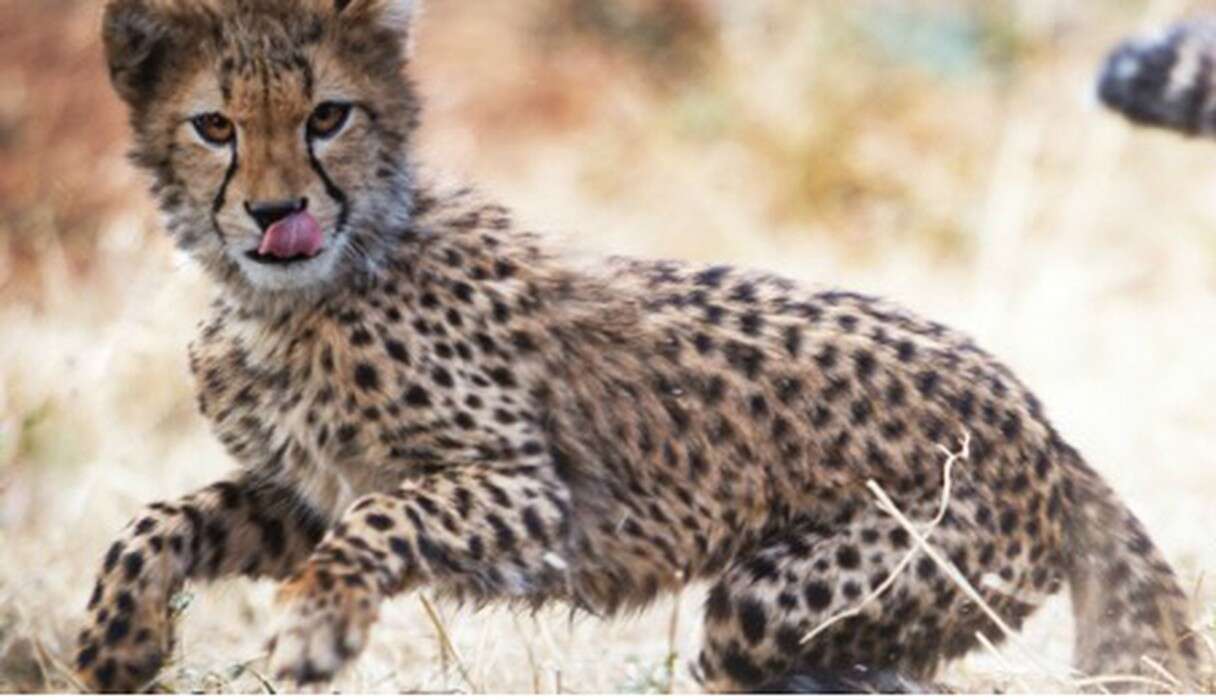 Cheetah Cubs In A Ball