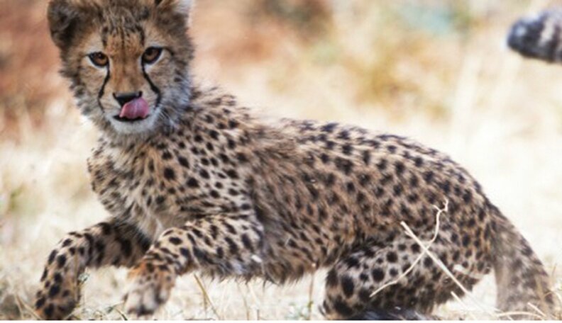 rescued-baby-cheetahs - The Dodo