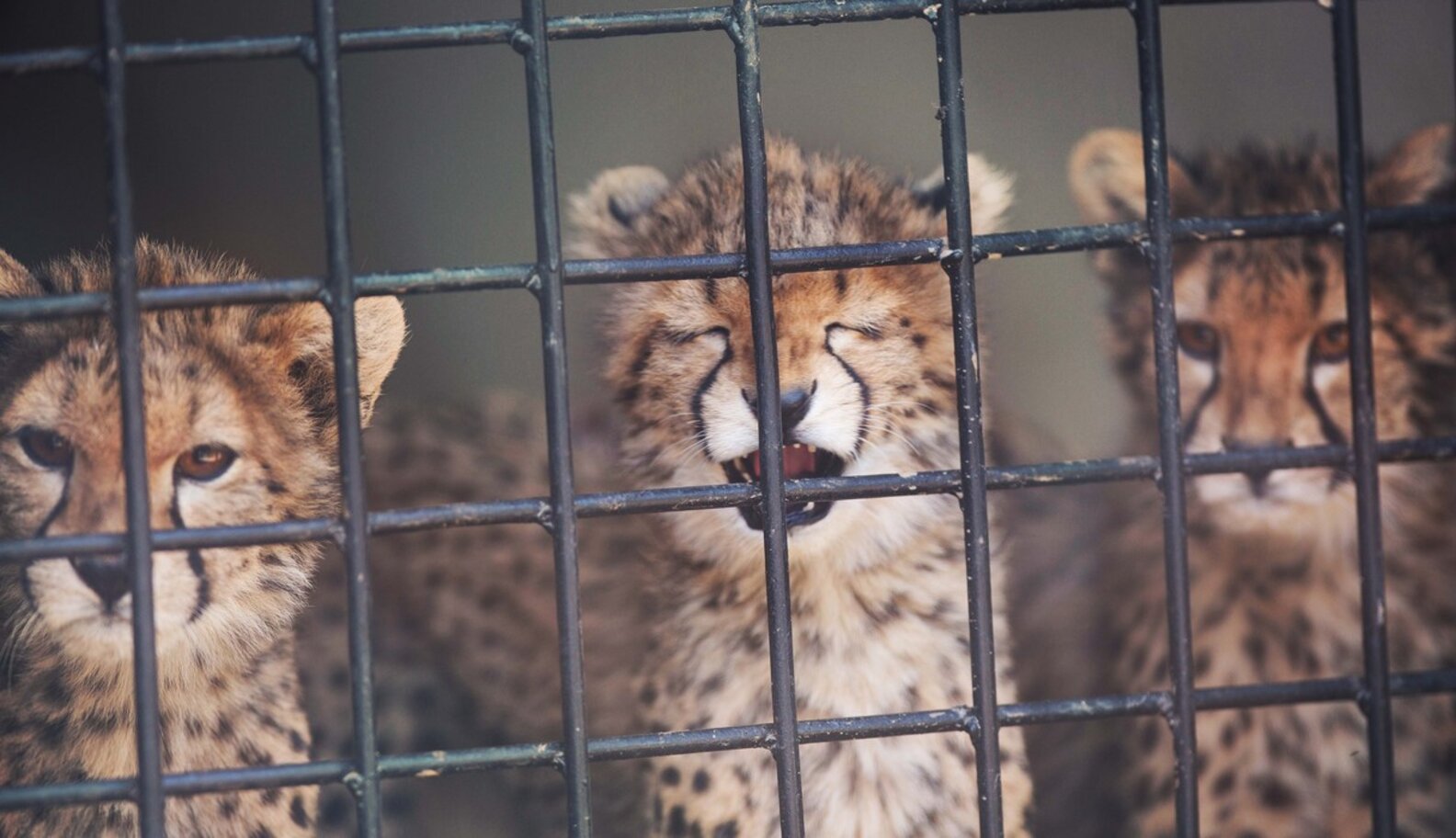 rescued-baby-cheetahs - The Dodo