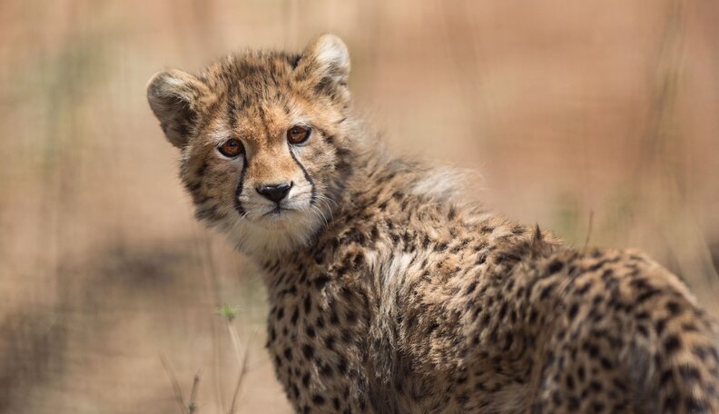 rescued-baby-cheetahs - The Dodo
