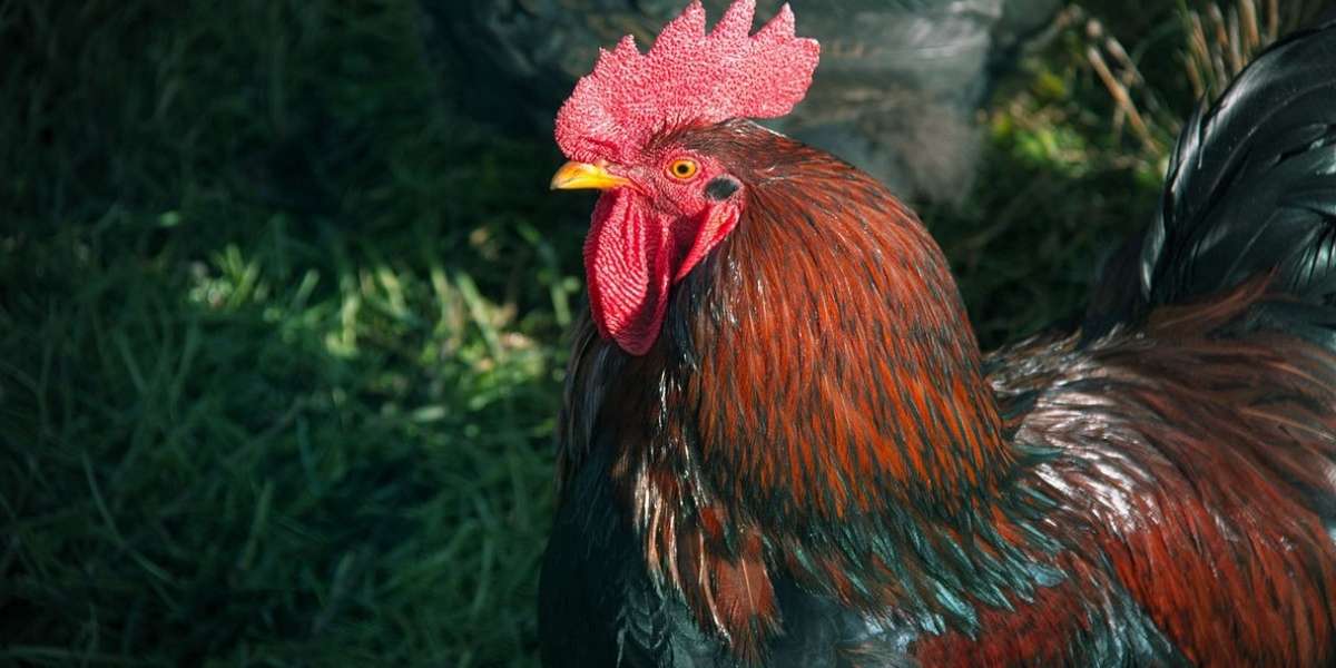 Cockfighting Sting: 550 Birds Rescued From Enormous Virginia Compound ...