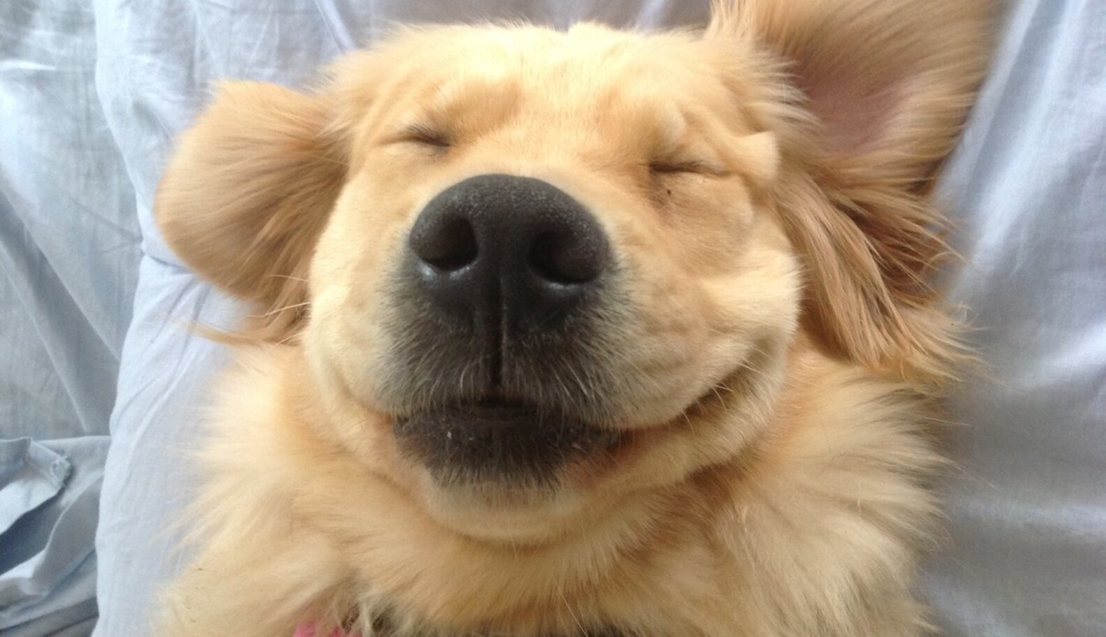 Study Proves Dogs Listen Better When They re Loved The Dodo