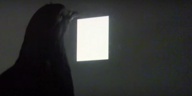 Pigeons Can Actually Tell If Someone Has Cancer - The Dodo