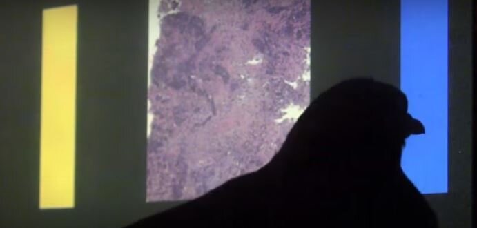 Pigeons Can Actually Tell If Someone Has Cancer - The Dodo