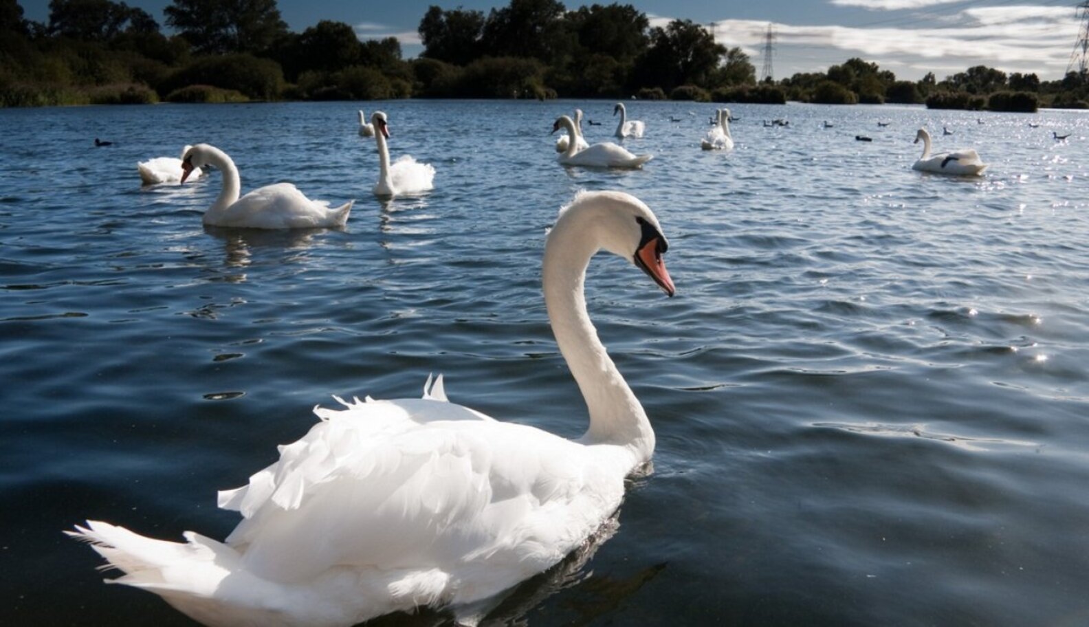 Swans Just Want to Have Fun, as Do Other Animals - The Dodo