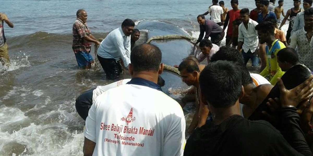 Blue Whale Gets Stranded On Beach, So People Rush To Save Her - The Dodo
