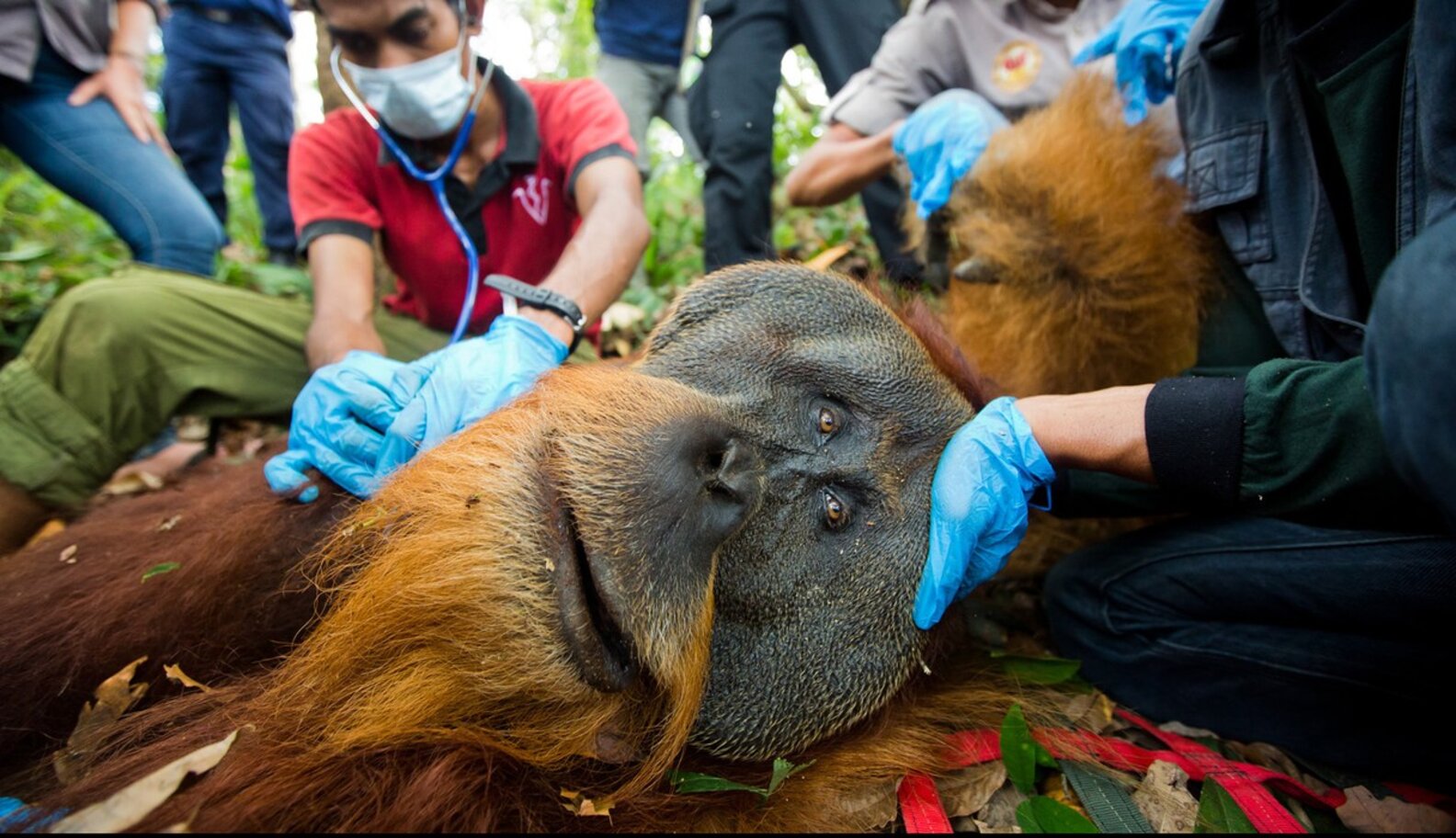 Trapped Orangutan With Gunshot Wound Is Rescued Just In Time - The Dodo
