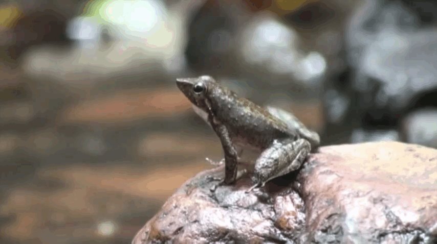 14 New “Dancing” Frogs Discovered, Now To Save Them From Extinction ...
