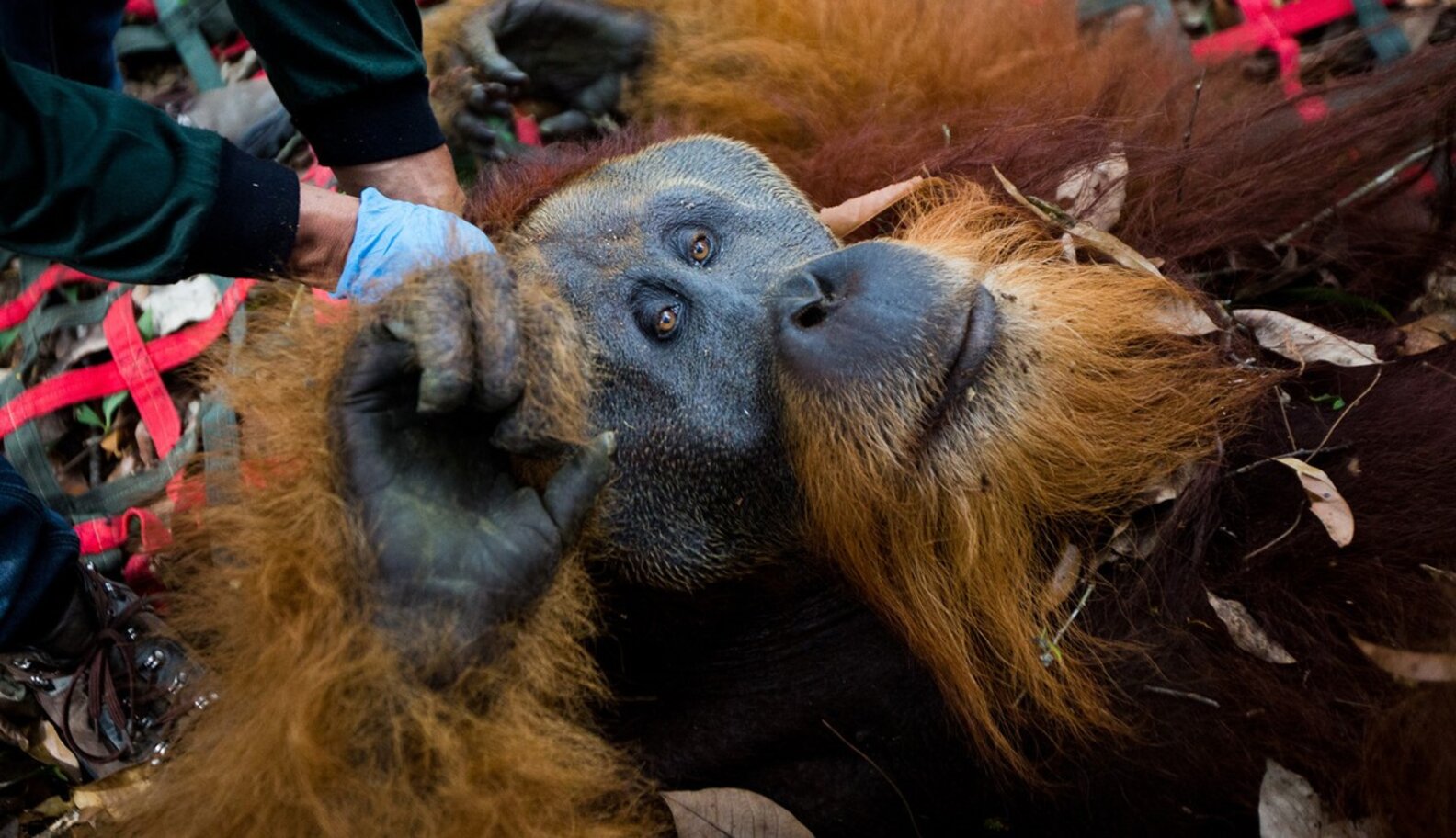 Trapped Orangutan With Gunshot Wound Is Rescued Just In Time - The Dodo