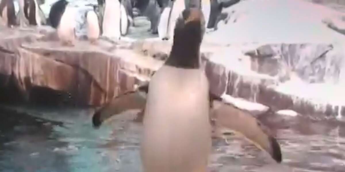 Smart Penguin Tries To Escape His SeaWorld Tank - The Dodo