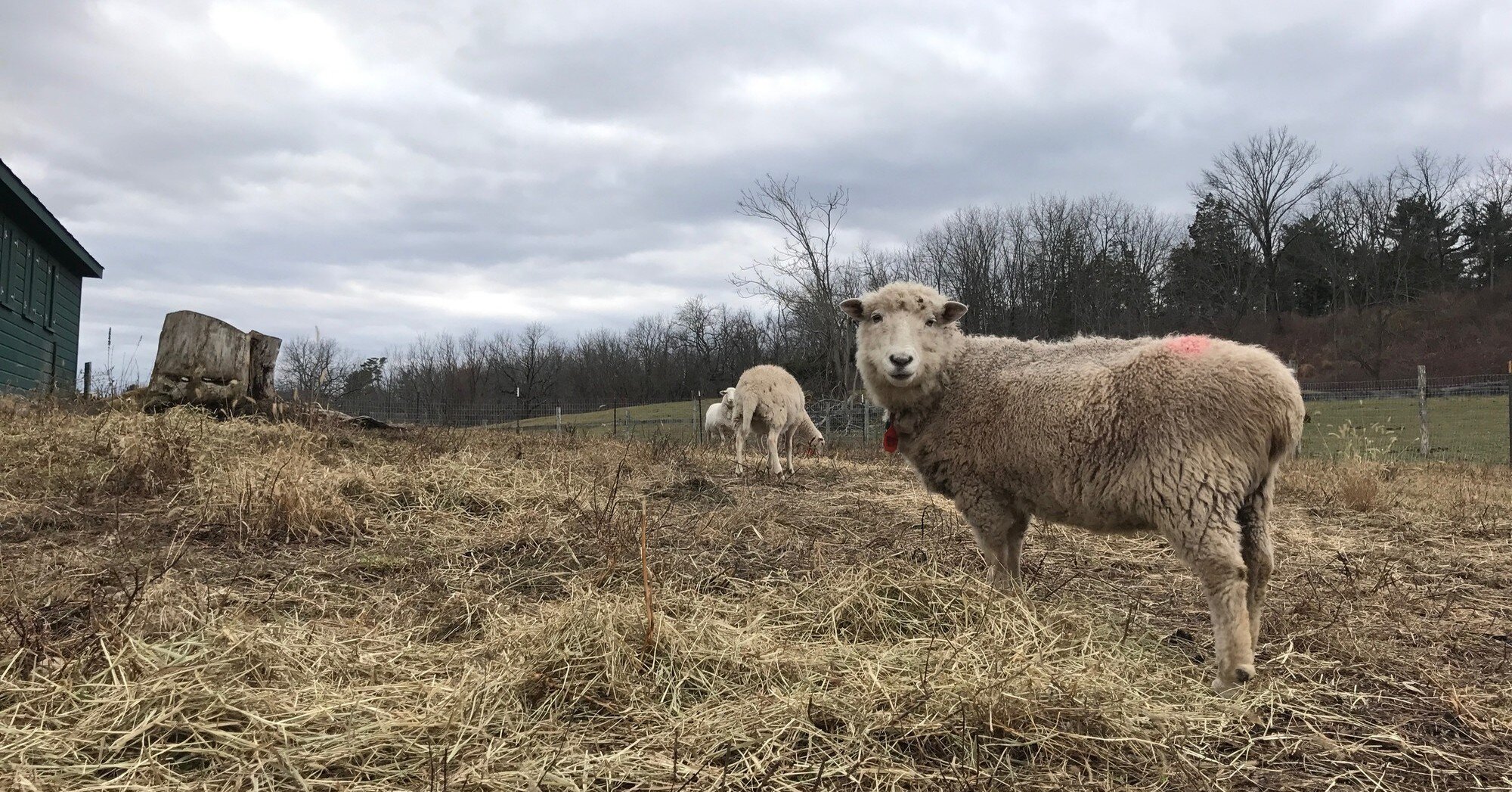 Sheep Rescued From Nightmare Farm Gives Rescuers The Sweetest Surprise ...