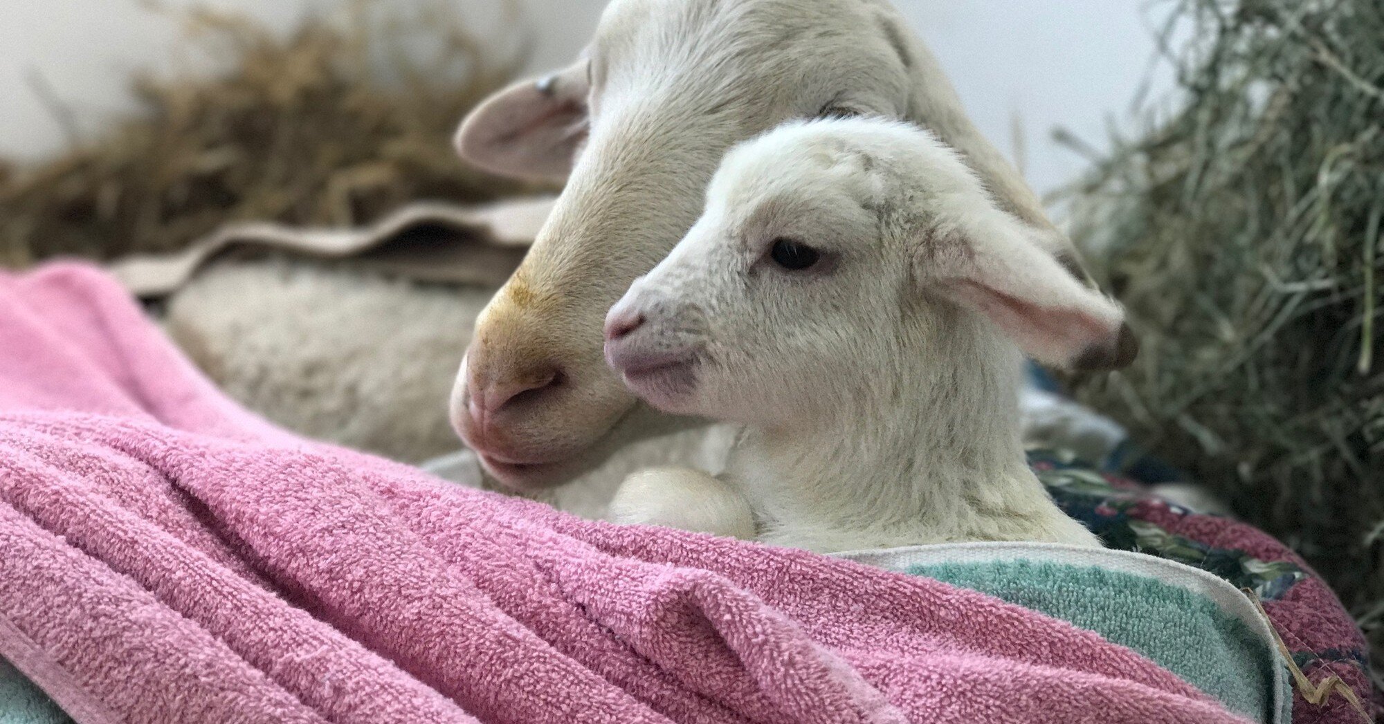 Sheep Rescued From Nightmare Farm Gives Rescuers The Sweetest Surprise ...