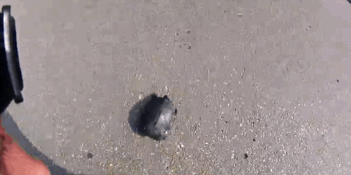 5 Extremely Fast Turtles That Will Revolutionize The Way You Think ...