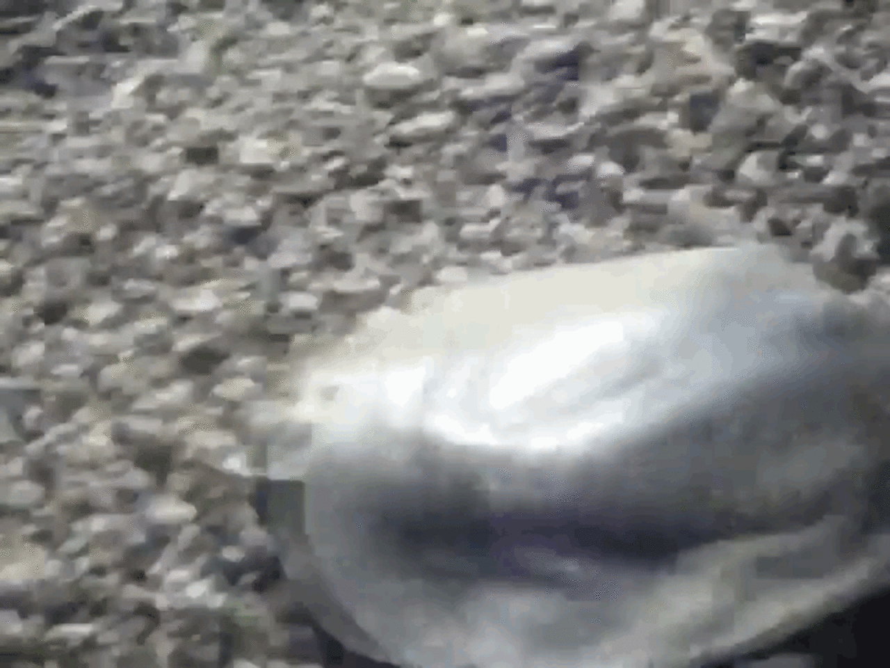 5 Extremely Fast Turtles That Will Revolutionize The Way You Think ...